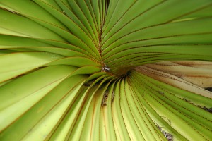 Français Your luxury accommodation in Rodrigues - Bakwa Lodge